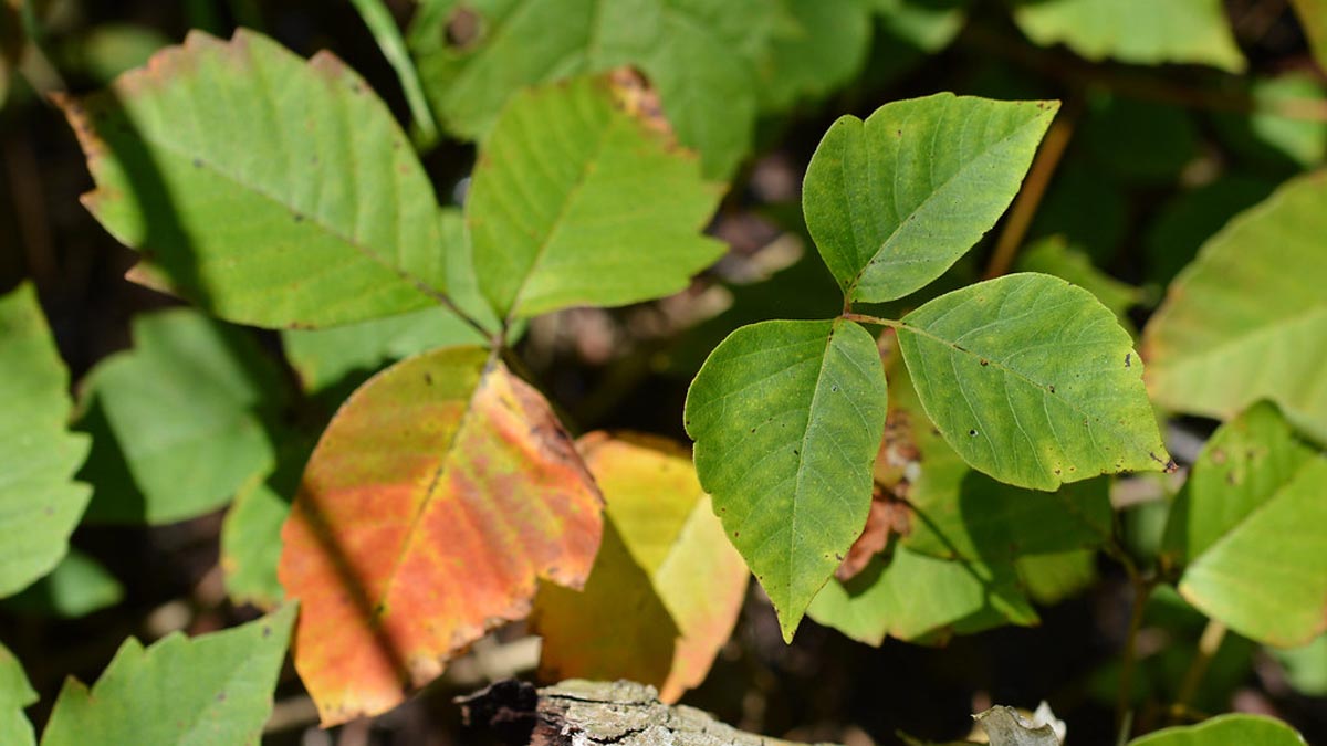 Contact Dermatitis: Poison Ivy & Poison Oak - Premier Health Associates